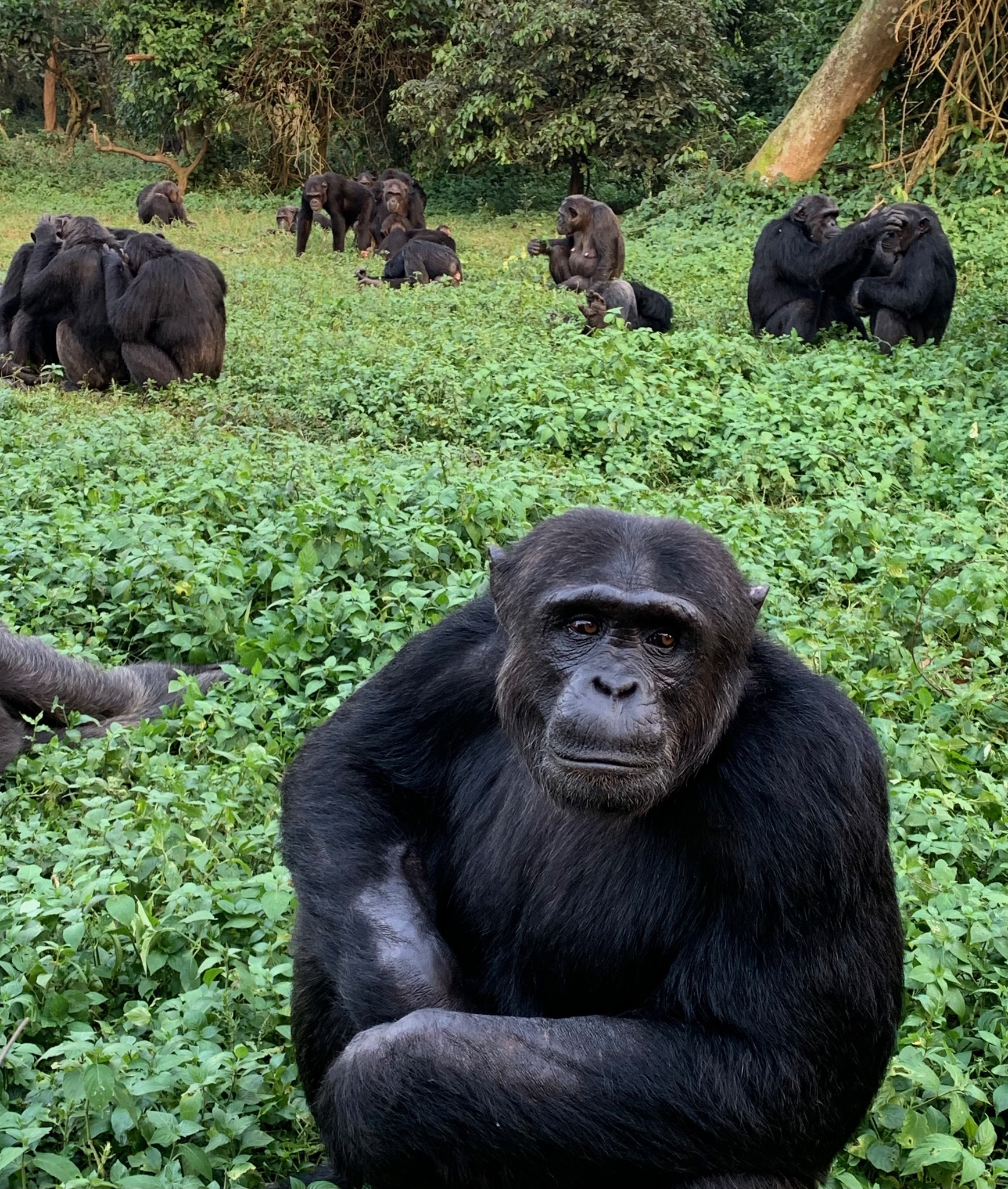 Research – Social Origins Lab