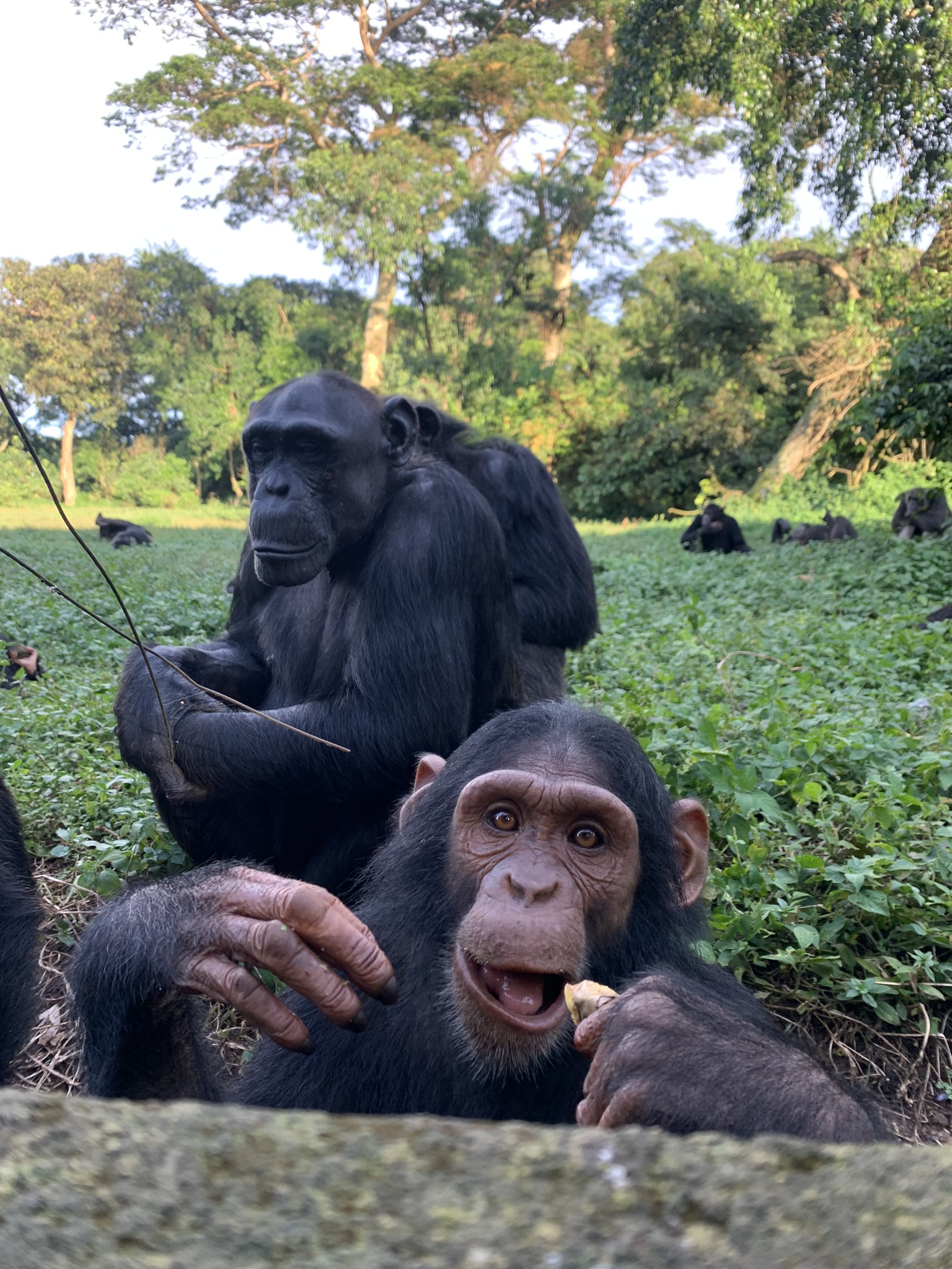 Research – Social Origins Lab